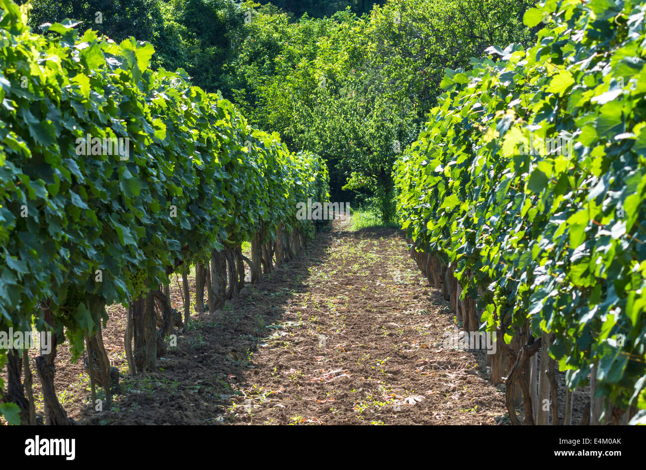 Vineyard nature hi-res stock photography and images - Alamy