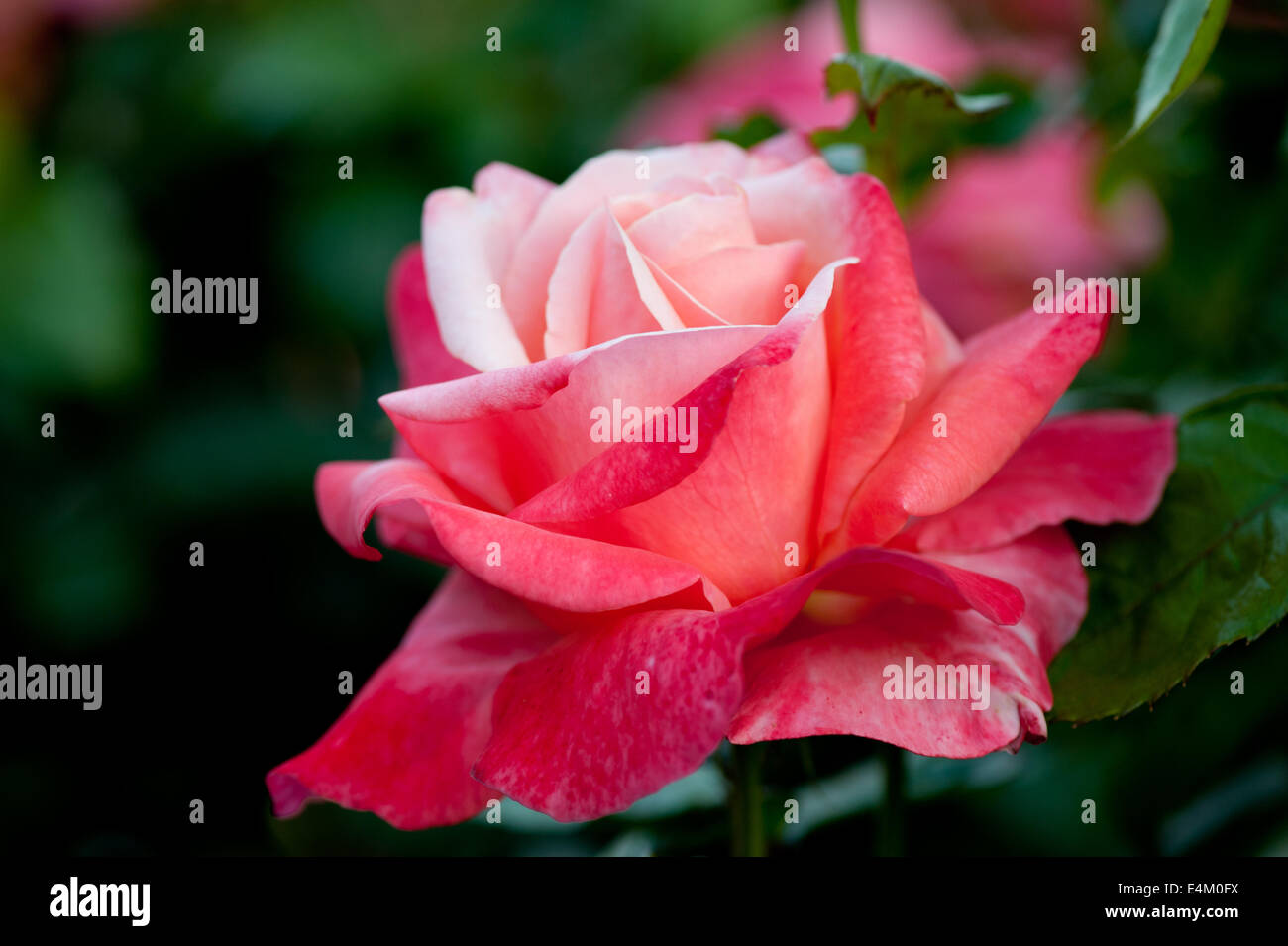 Beautiful red roses in the garden Stock Photo - Alamy