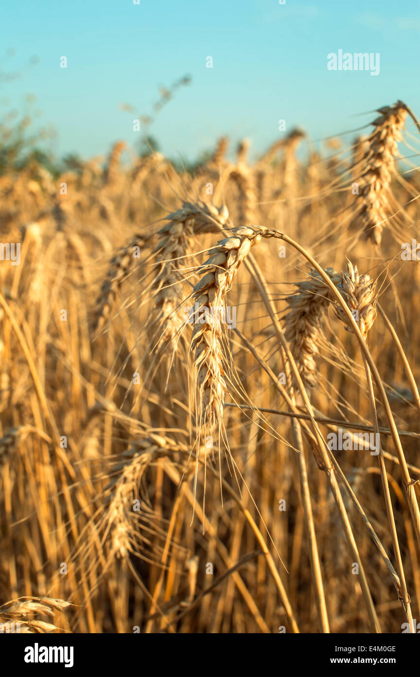Wheat field nature agriculture hi-res stock photography and images - Alamy