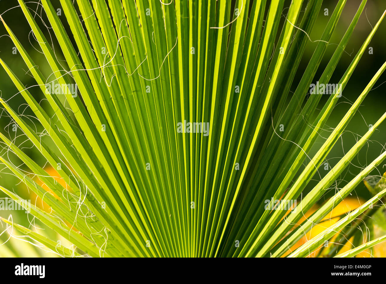 Close up palm tree branch hi-res stock photography and images - Alamy