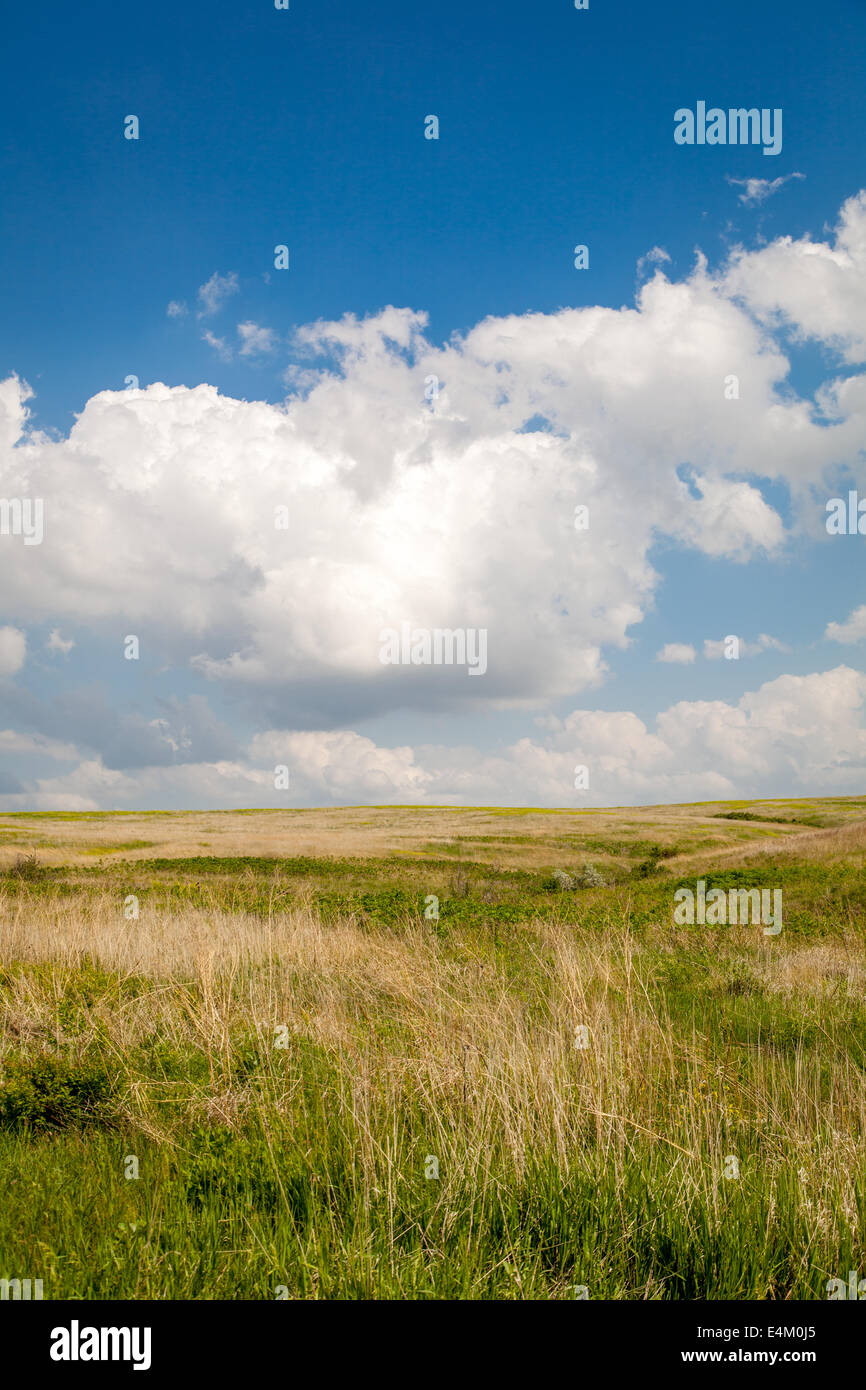Native prairie plants hi-res stock photography and images - Alamy