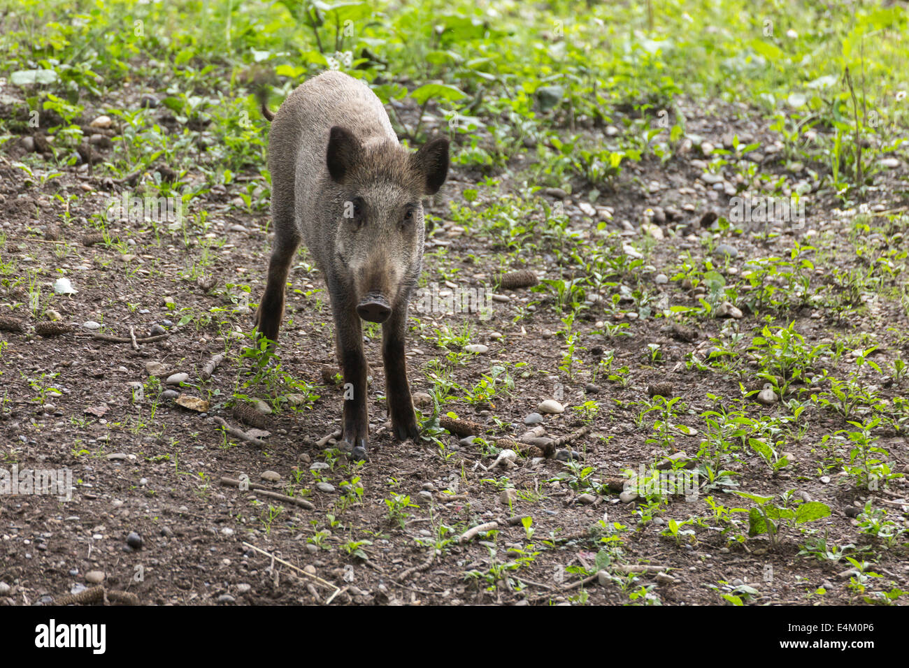 Young wild boar with curious look into the camera Stock Photo - Alamy