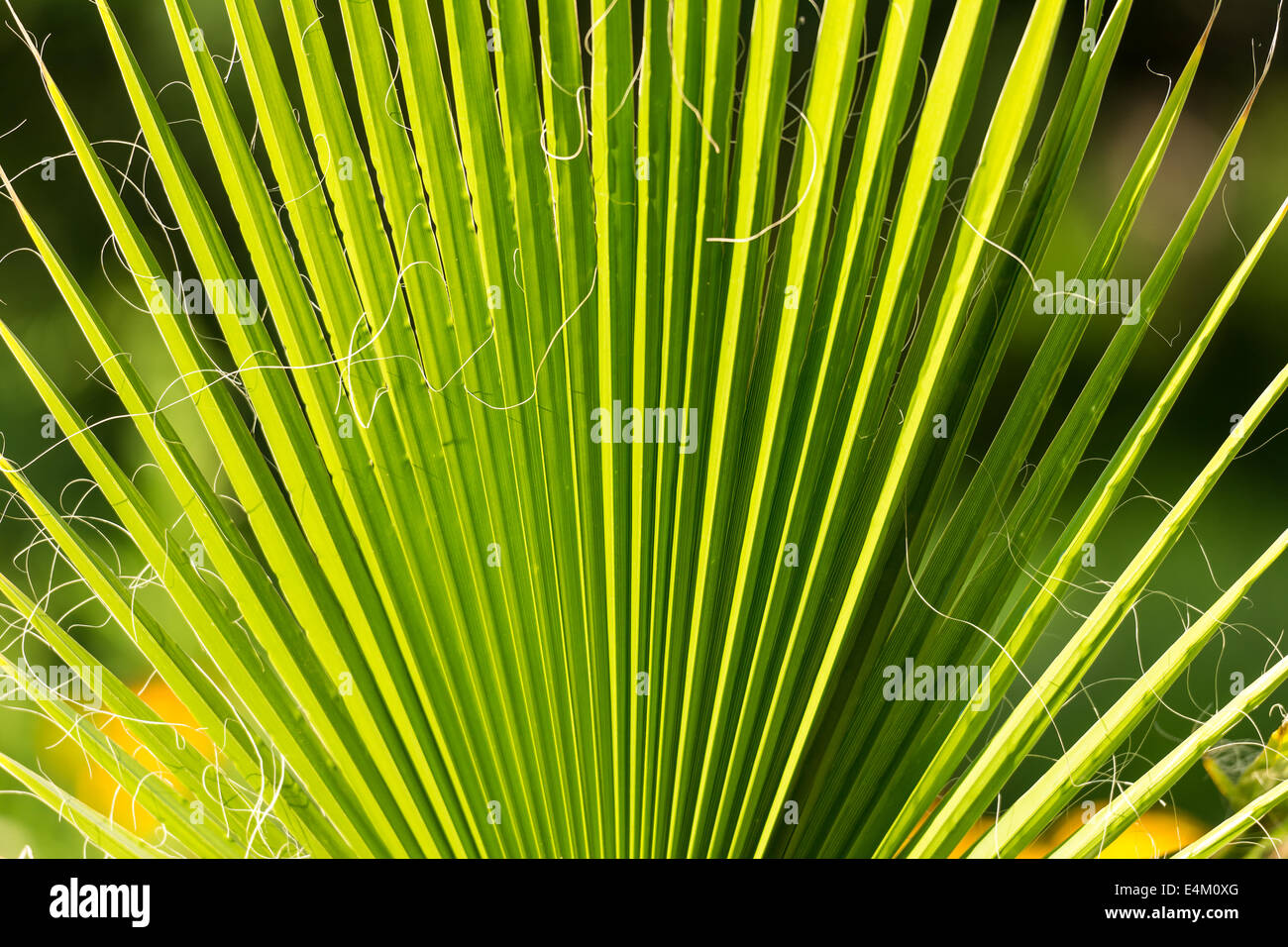 Close up palm tree branch hi-res stock photography and images - Alamy
