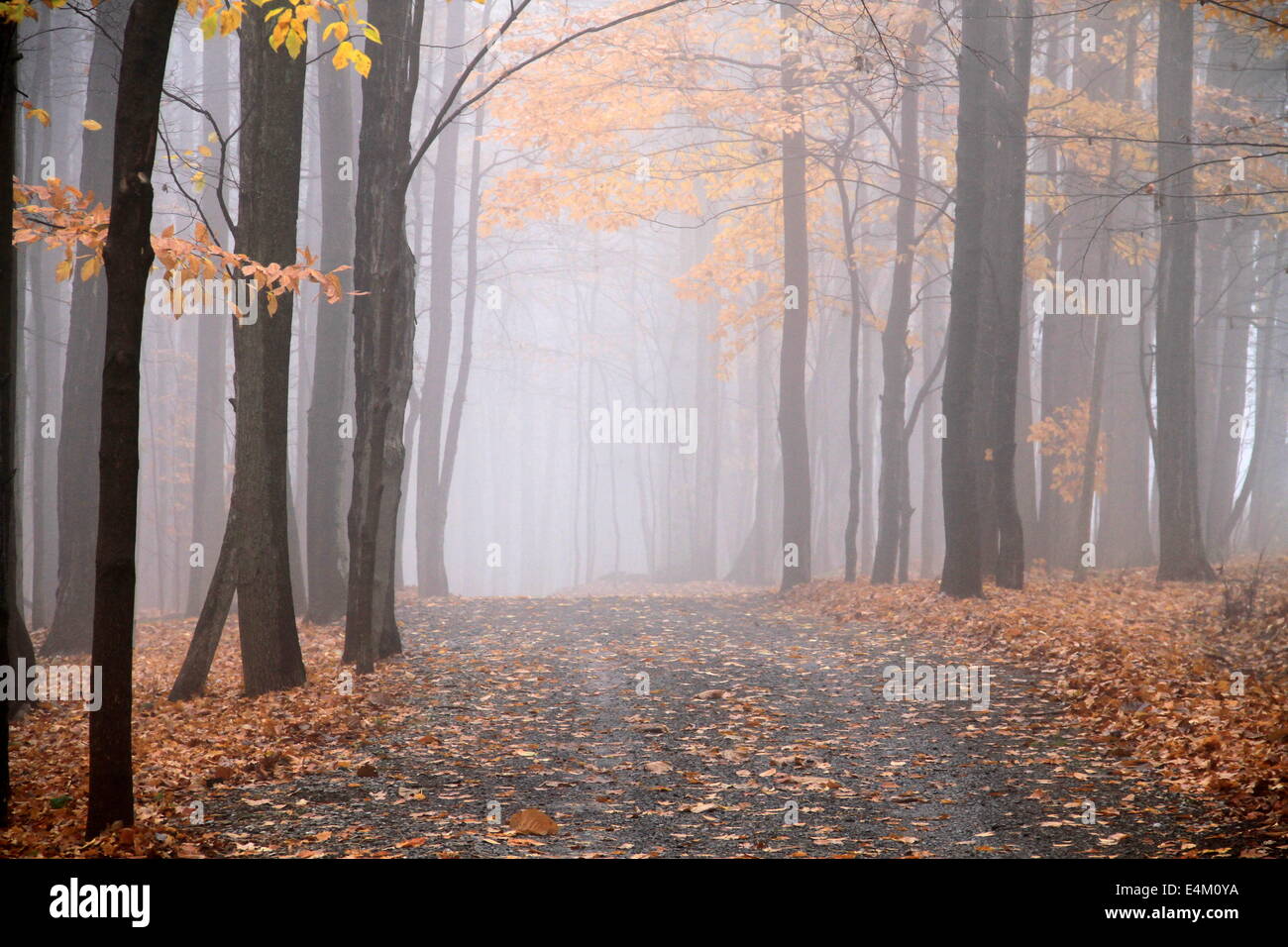Misty Fall Forest Stock Photo - Alamy
