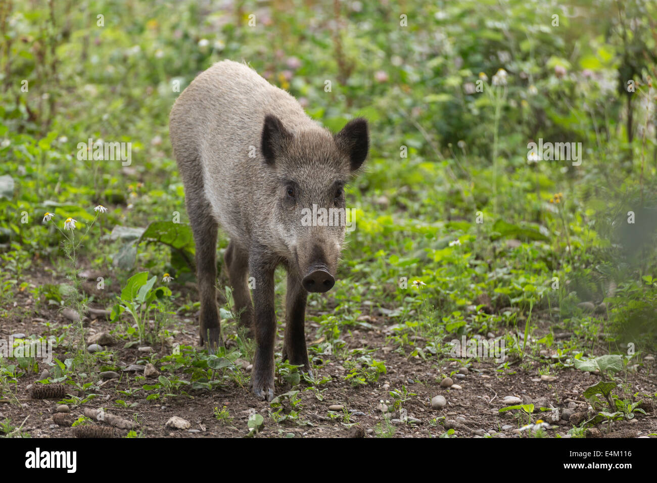 Young wild boar with curious look into the camera Stock Photo - Alamy