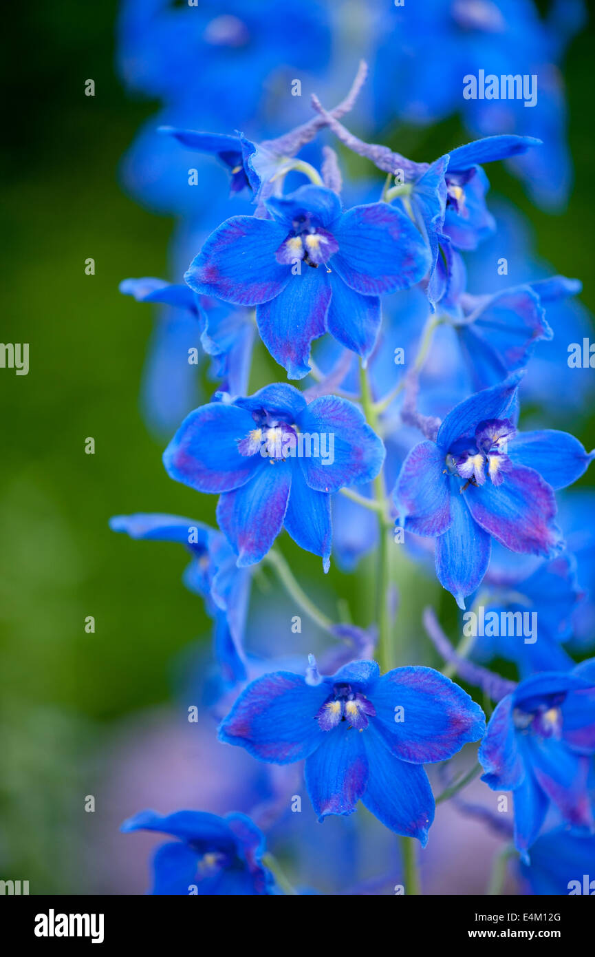 Blue flowers in the garden Stock Photo - Alamy