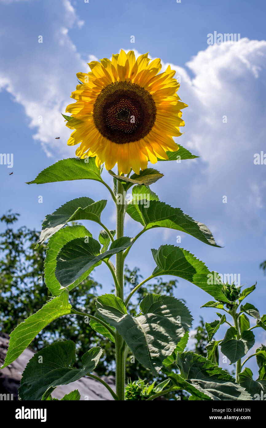 Beautiful vibrant sunflower in the rural scene Stock Photo - Alamy
