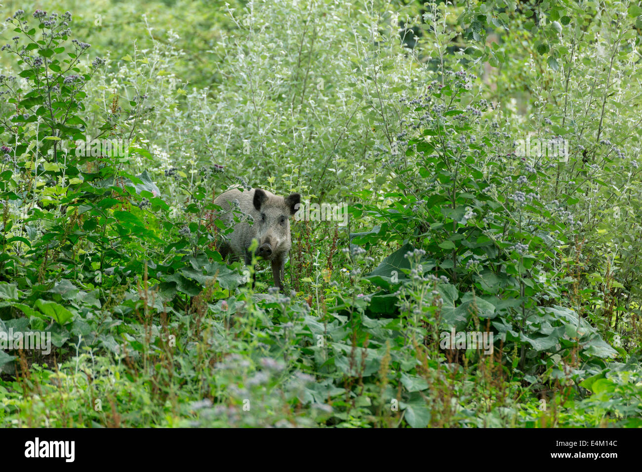 Young wild boar with curious look into the camera Stock Photo - Alamy