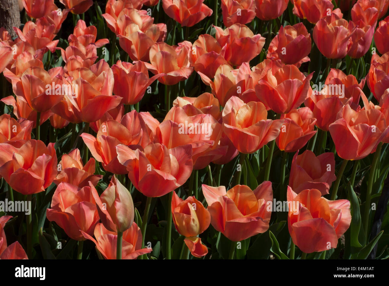 Fresh many tulip flowers background in spring seasons Stock Photo - Alamy