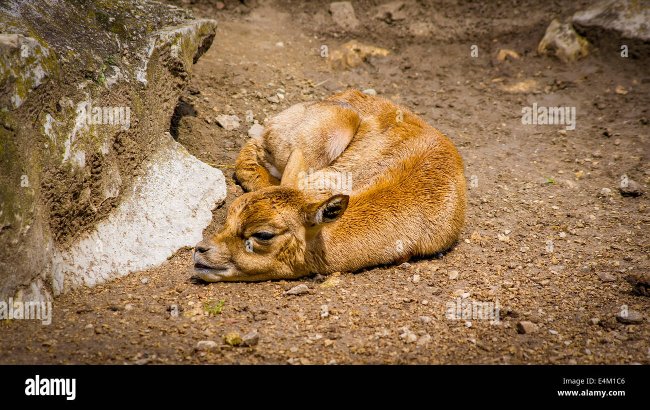 Portrait male spotted axis deer hi-res stock photography and images - Alamy