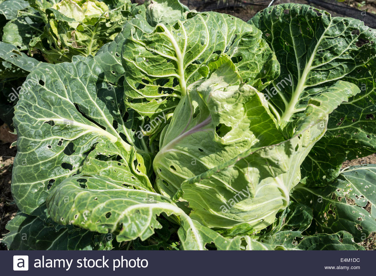 Cabbage Leaf Damage High Resolution Stock Photography and Images - Alamy