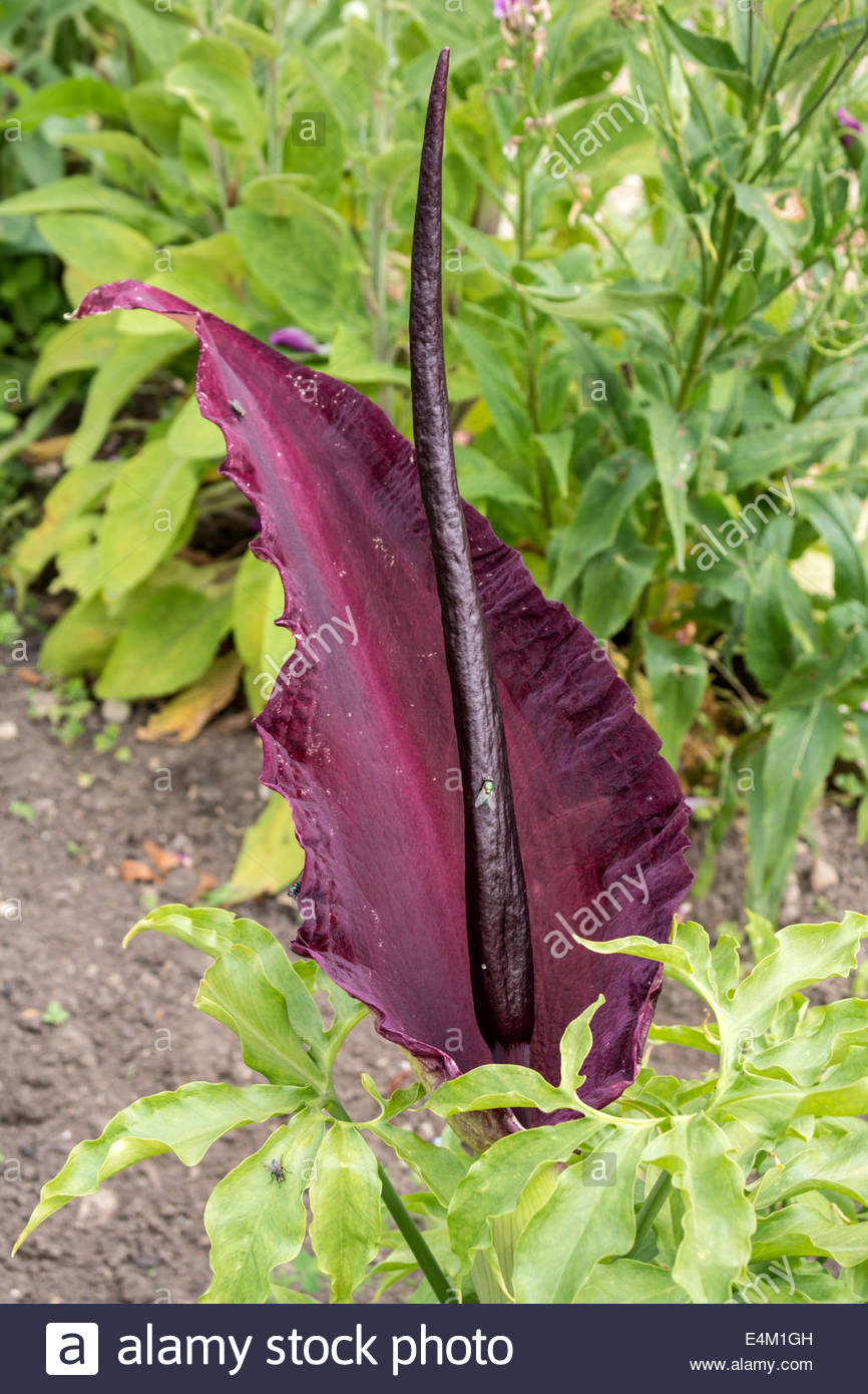 Dragon Plant High Resolution Stock Photography and Images - Alamy