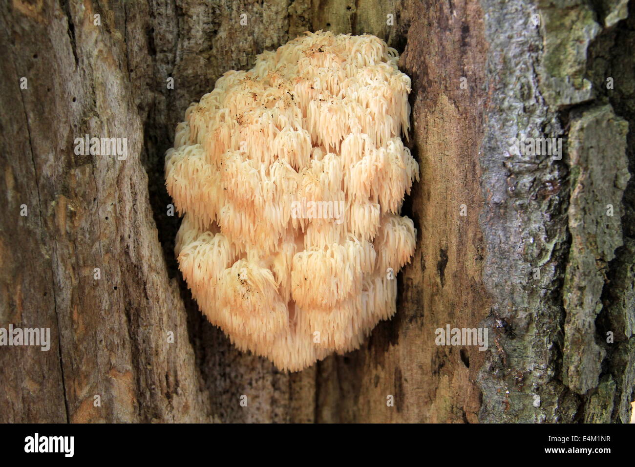 Rotting tree with fungus hi-res stock photography and images - Alamy