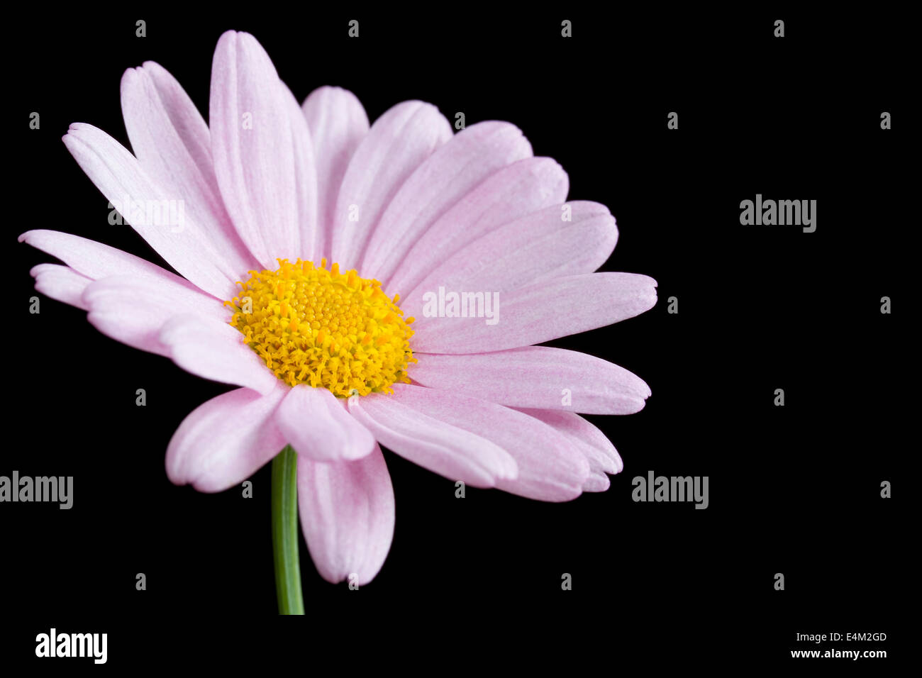 Pink daisy on black background Stock Photo - Alamy