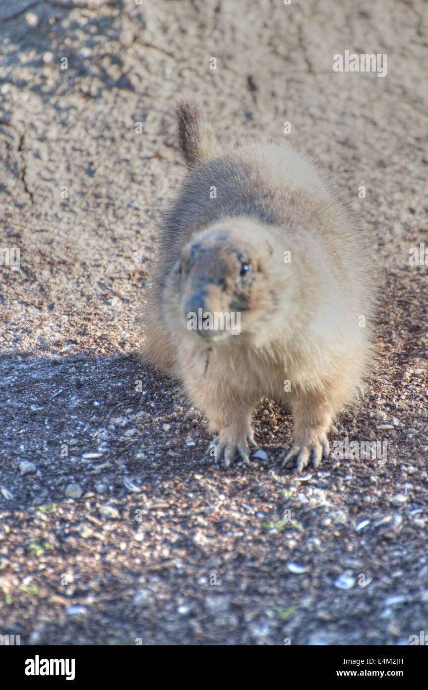 photograph of an animal Stock Photo - Alamy