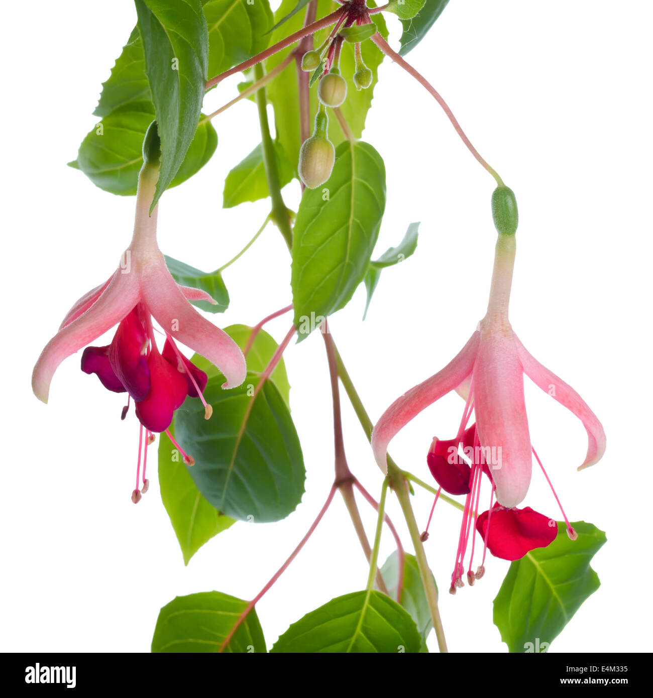 blossoming branch exotic red fuchsia, isolated on white background ...