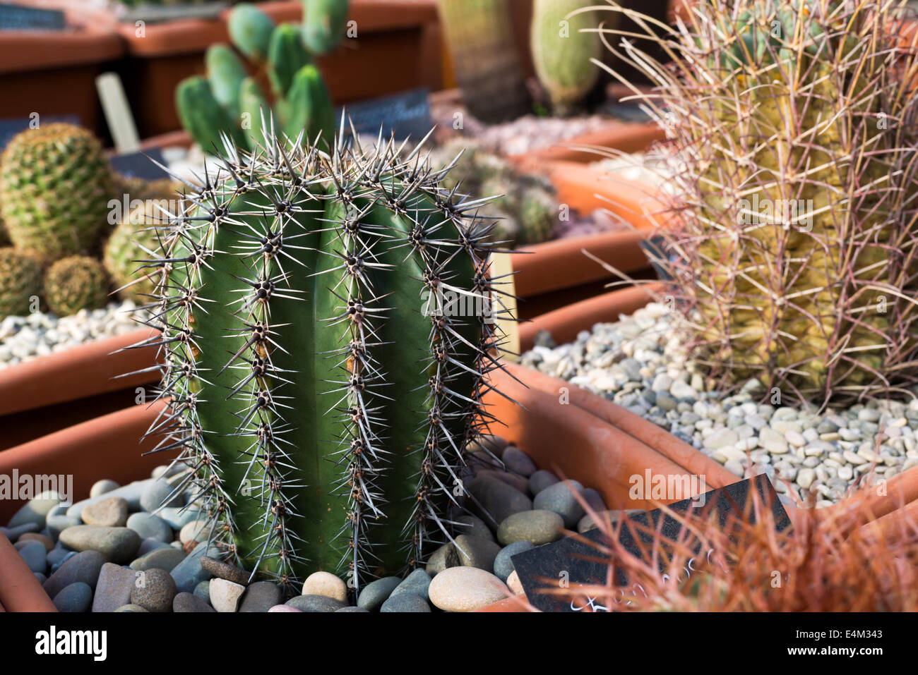 Various cacti in pots Stock Photo - Alamy