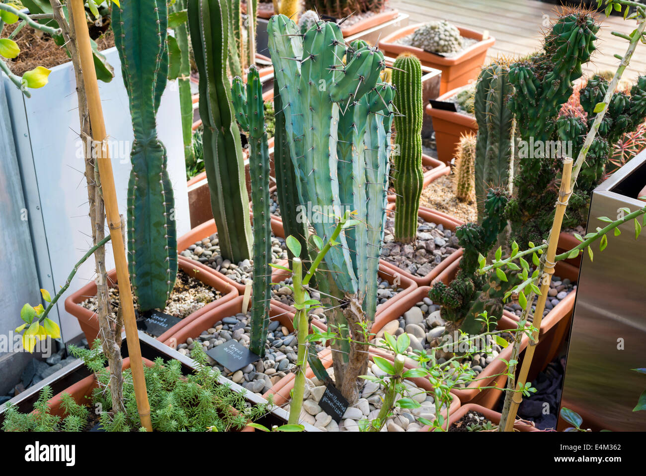 Various cacti in pots Stock Photo - Alamy