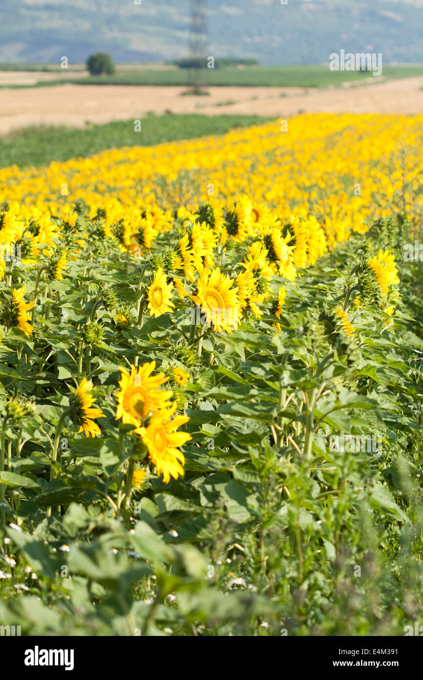 Vintage photo of blooming sunflower field Stock Photo - Alamy