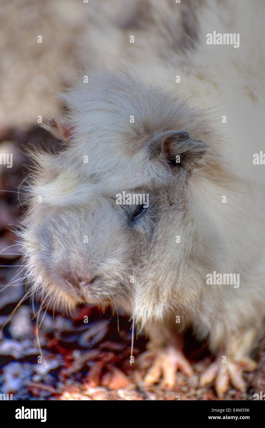 photograph of an animal Stock Photo - Alamy