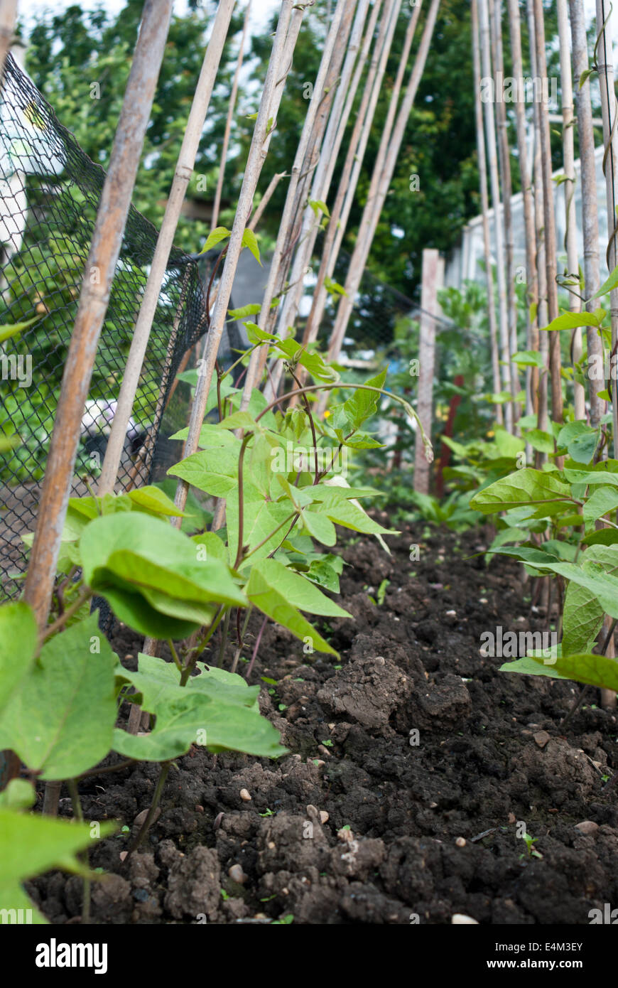 Two rows of runner beans with supporting canes and protective netting ...