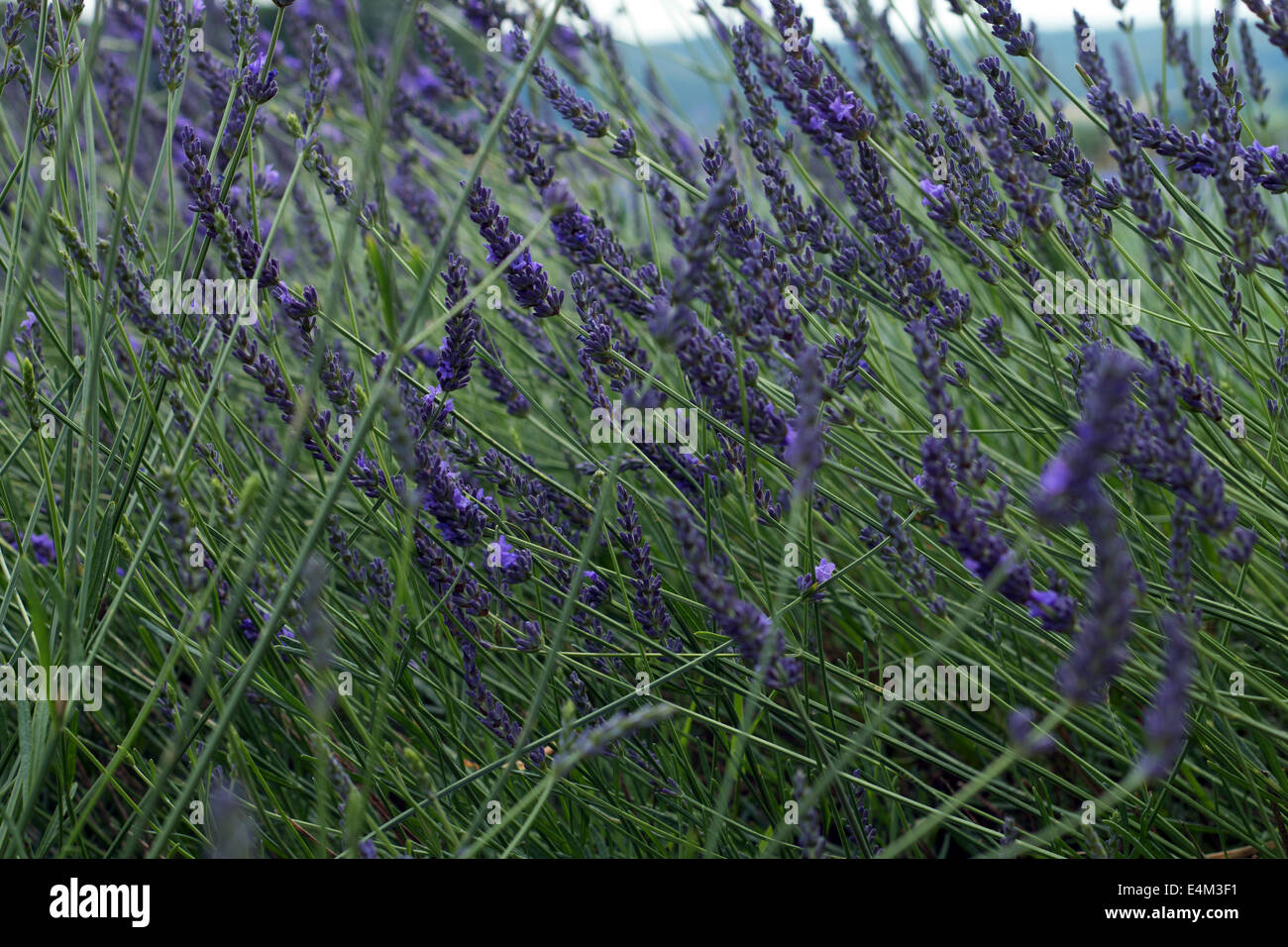 Lavender in the wind Stock Photo - Alamy