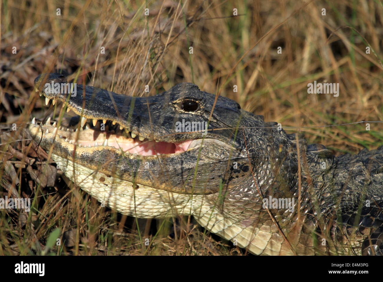Shark valley alligator hi-res stock photography and images - Alamy