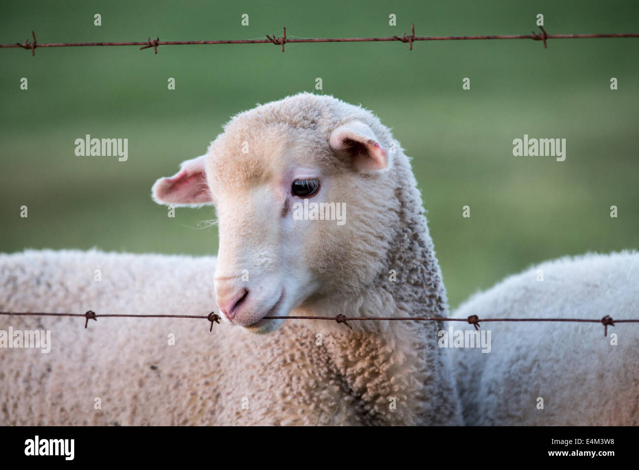 A young and cute sheep lamb playfully bites the barbed wire fence Stock ...