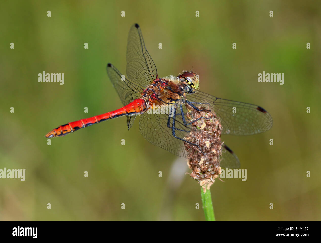 Ruddy Darter dragonfly (Sympetrum sanguineum Stock Photo - Alamy