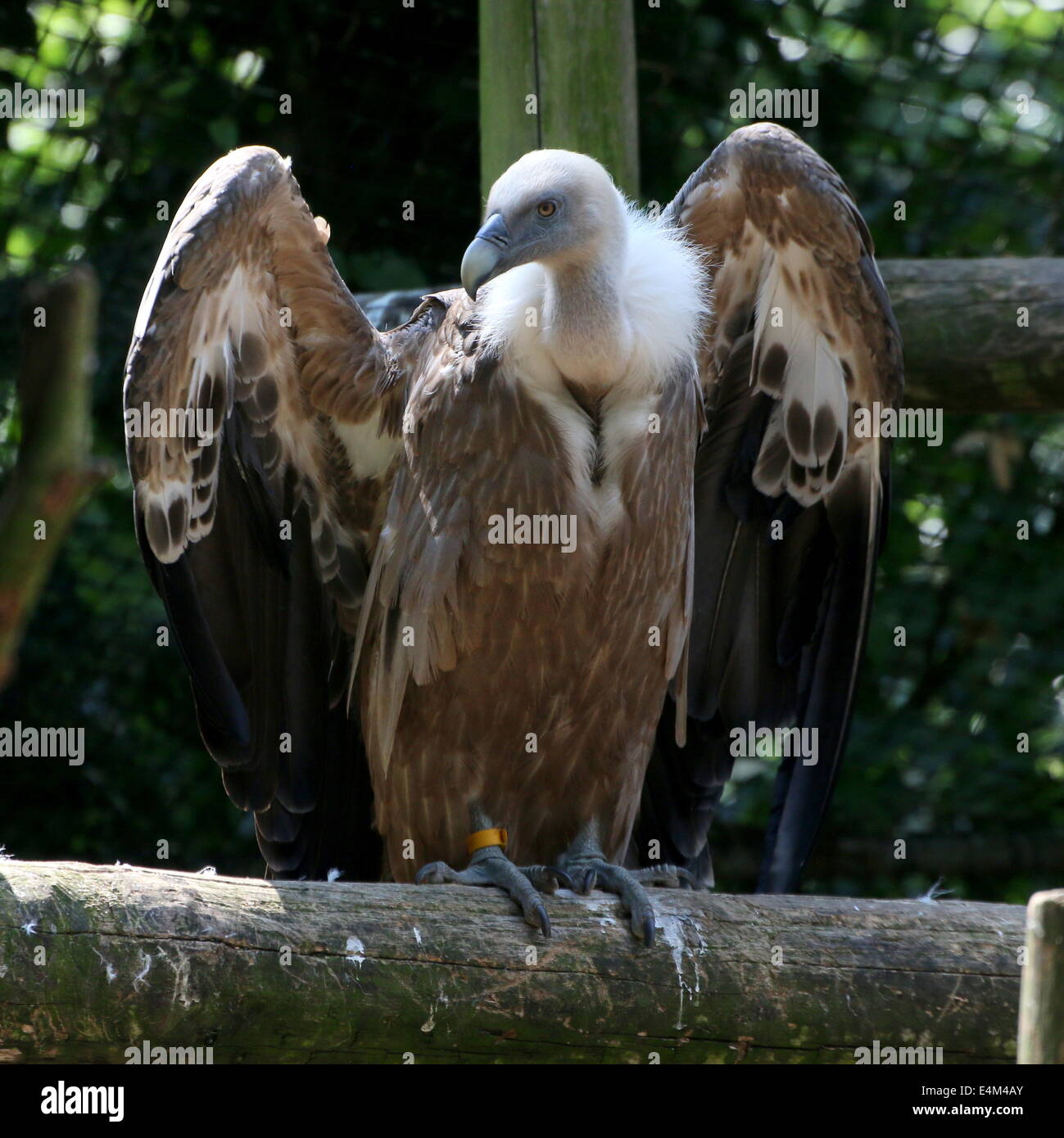 Old world Griffon vulture (Gyps fulvus Stock Photo - Alamy