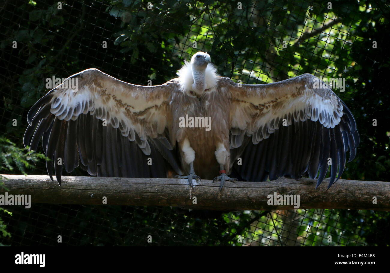 Old world Griffon vulture (Gyps fulvus) showing his fully extended ...