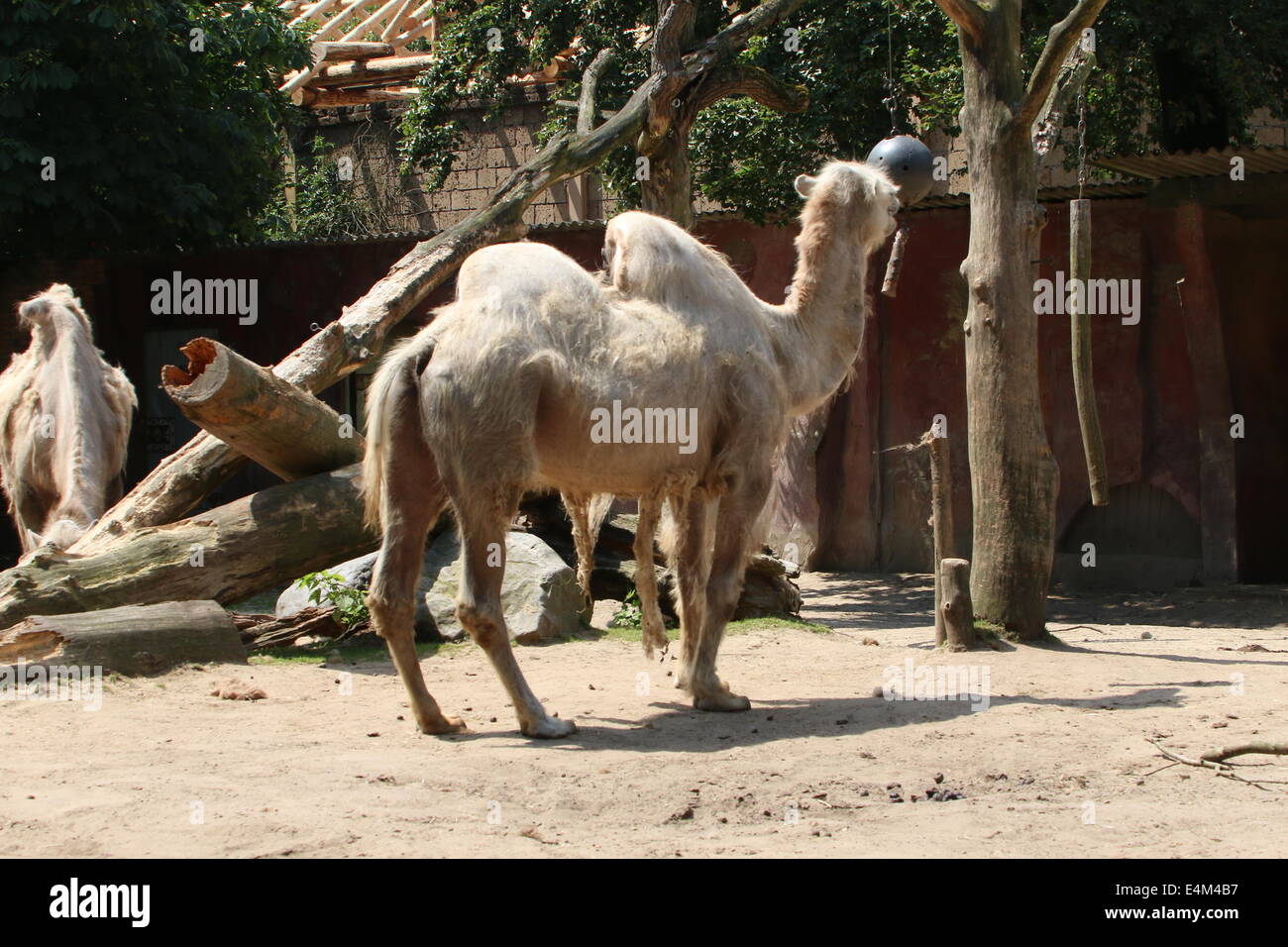 Bactrian Camel (Camelus ferus) in a zoo setting Stock Photo - Alamy