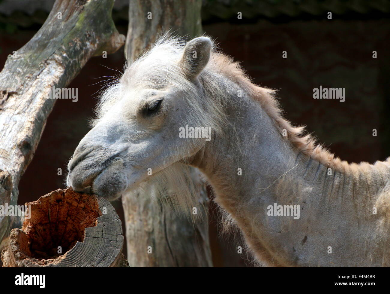Camelus bactrianus ferus hi-res stock photography and images - Alamy