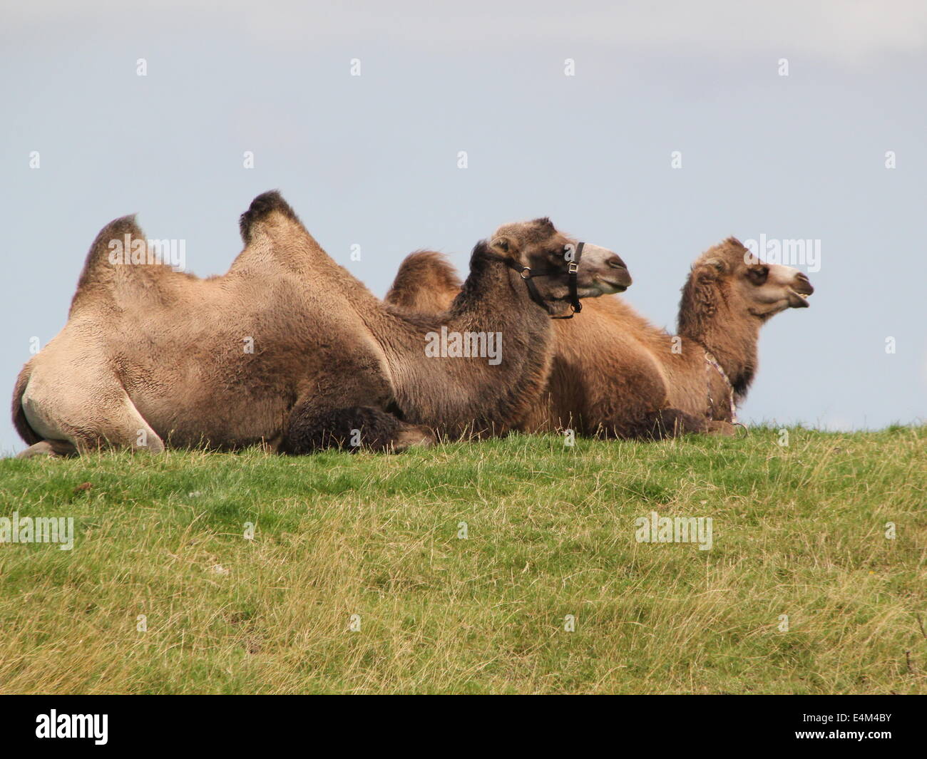 Camels lying down hi-res stock photography and images - Alamy
