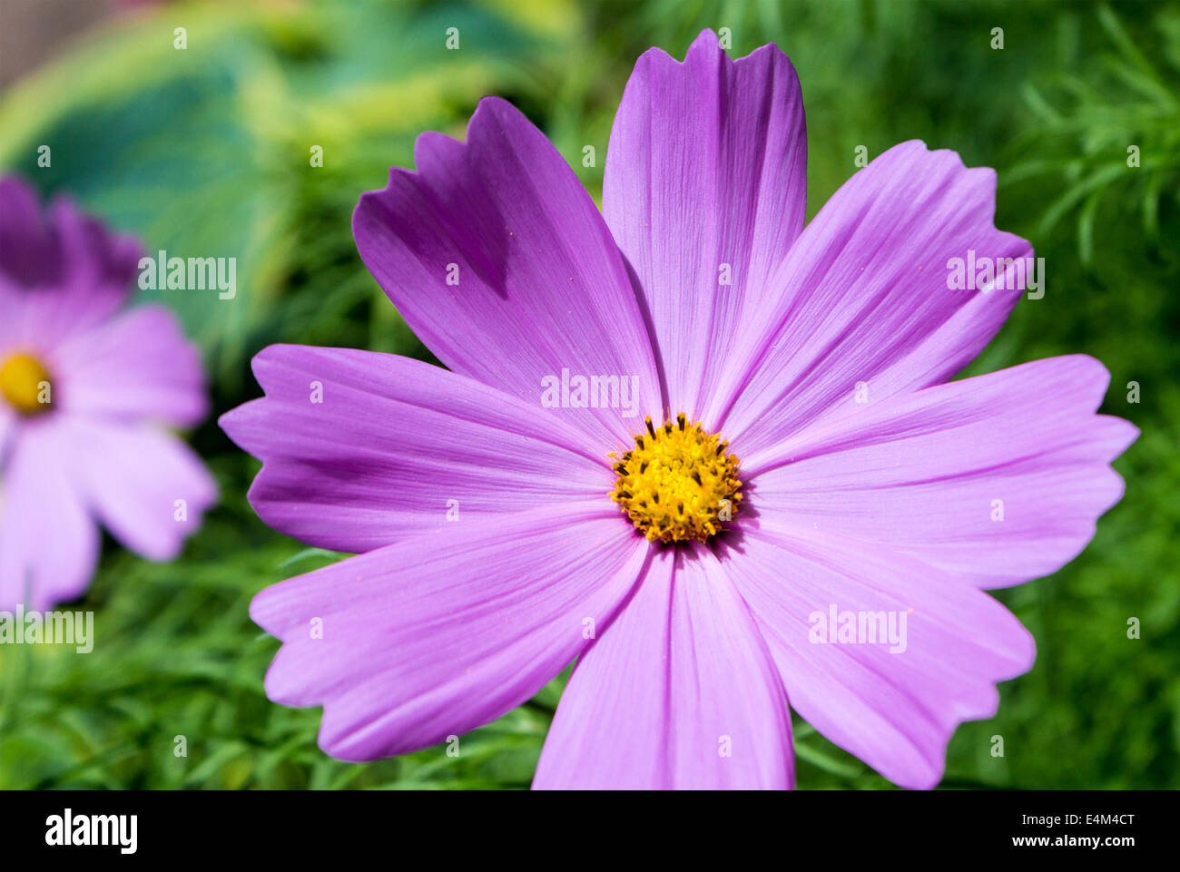 Wildflower natural hi-res stock photography and images - Alamy