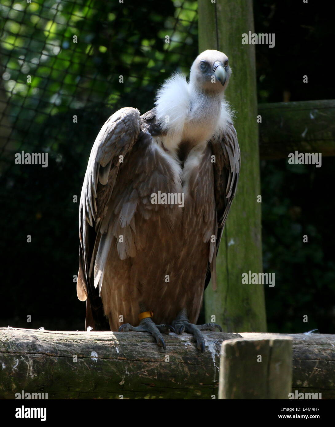 Old world Griffon vulture (Gyps fulvus Stock Photo - Alamy