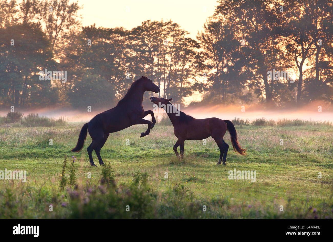 Young horses playing on meadow hi-res stock photography and images - Alamy