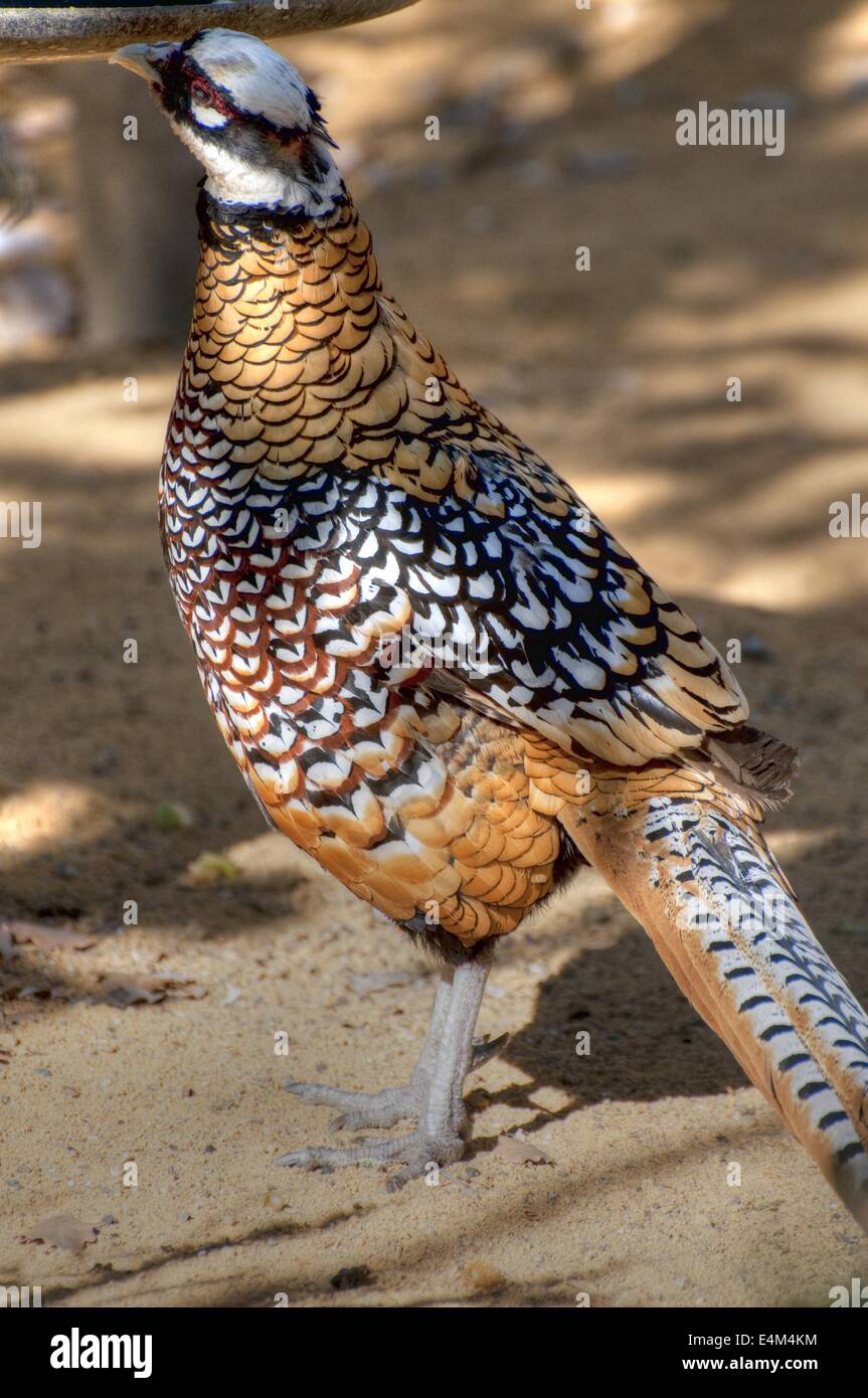 photograph of an animal Stock Photo - Alamy