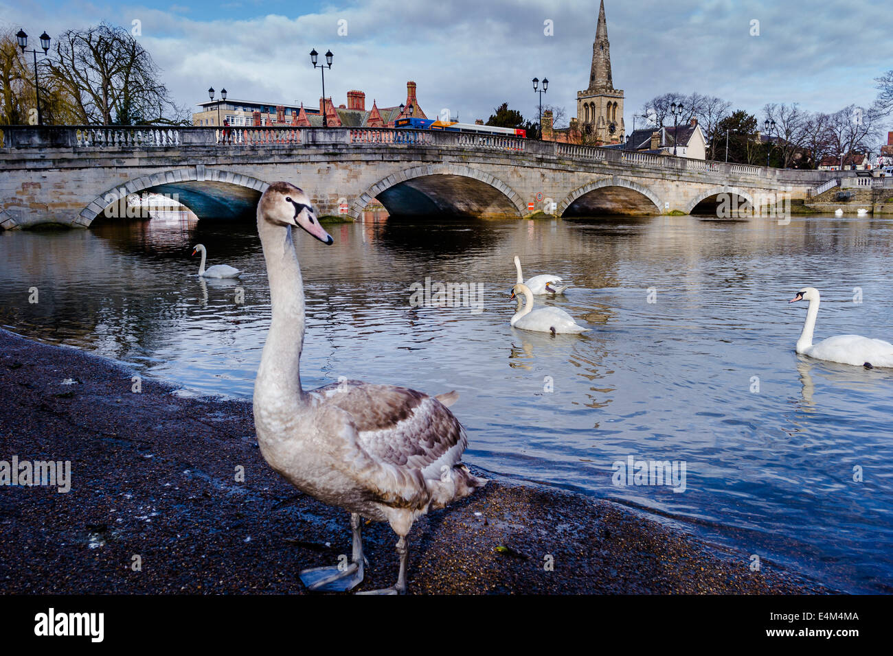 Swans and Bedford Bridge, Bedford, UK Stock Photo - Alamy