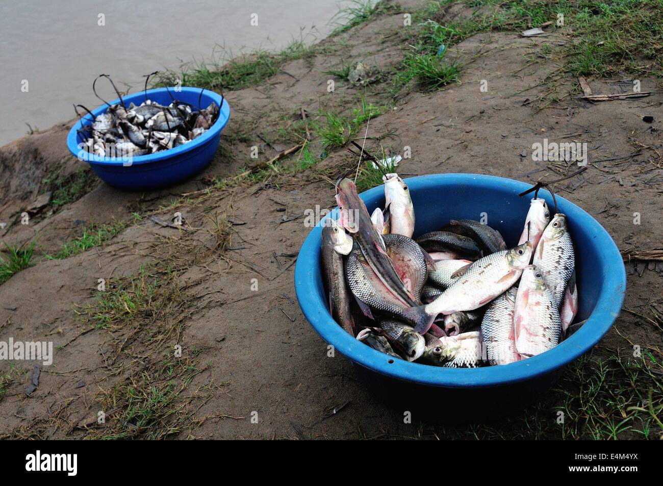 Bagre fish - Amazon river in PANGUANA . Department of Loreto .PERU ...