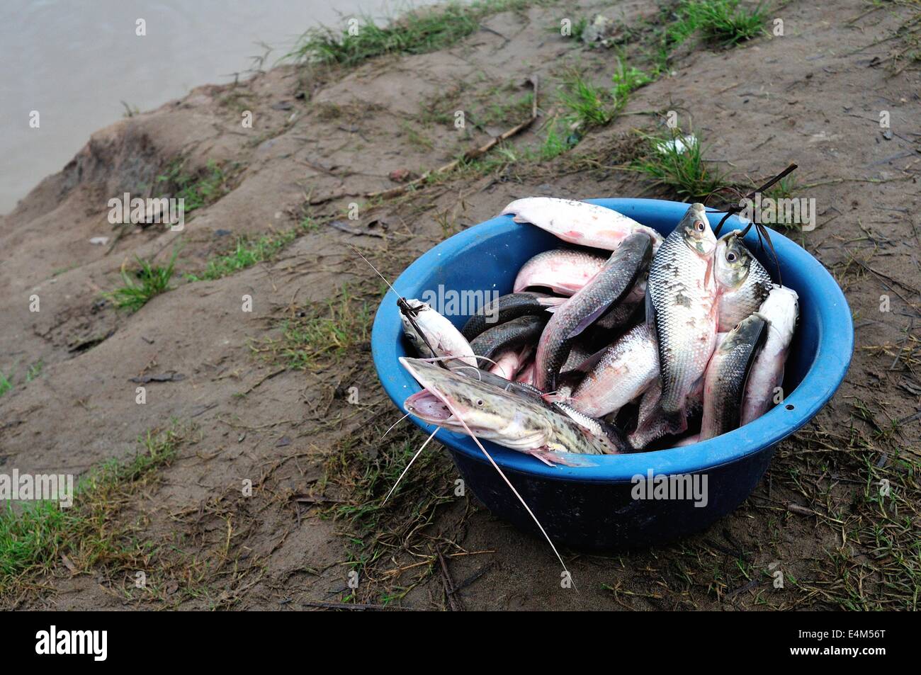 Bagre fish - Amazon river in PANGUANA . Department of Loreto .PERU ...