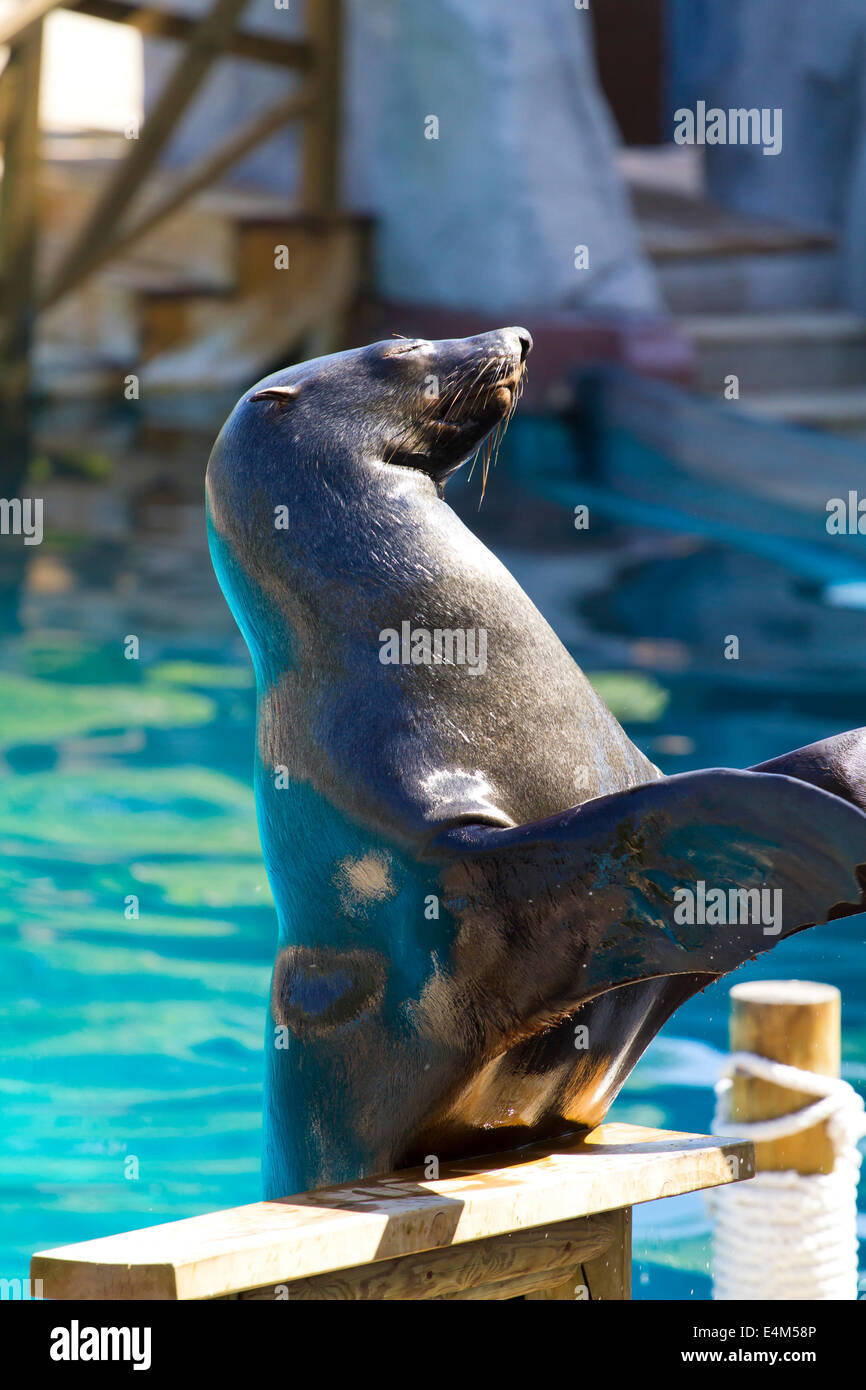 Beautiful sea lion in a natural environment Stock Photo - Alamy