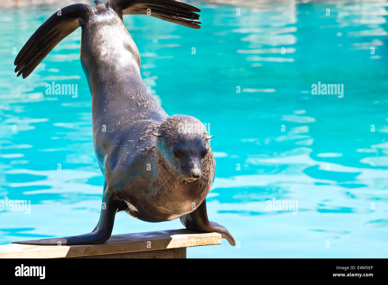 Beautiful sea lion in a natural environment Stock Photo - Alamy