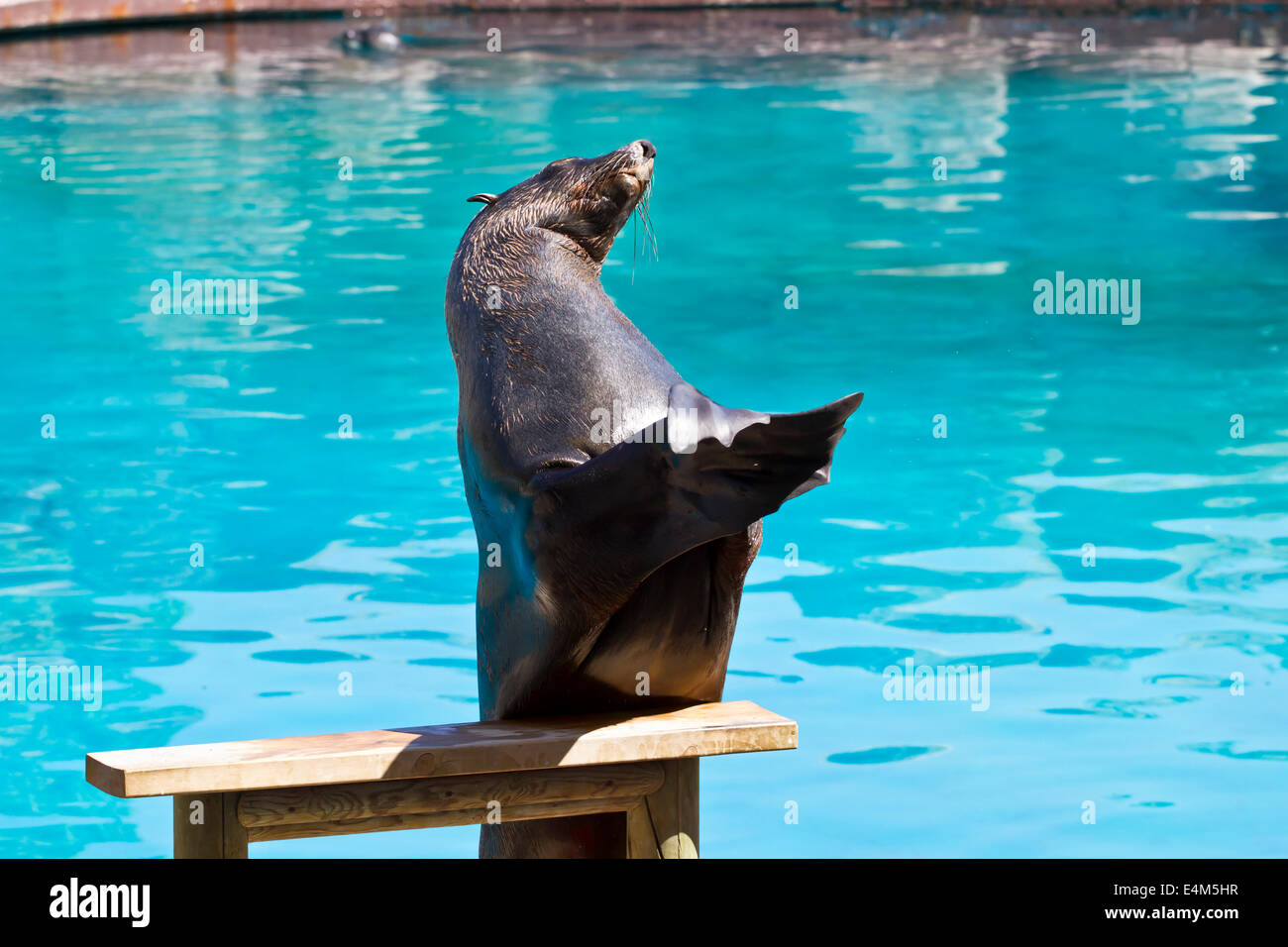 Beautiful sea lion in a natural environment Stock Photo - Alamy