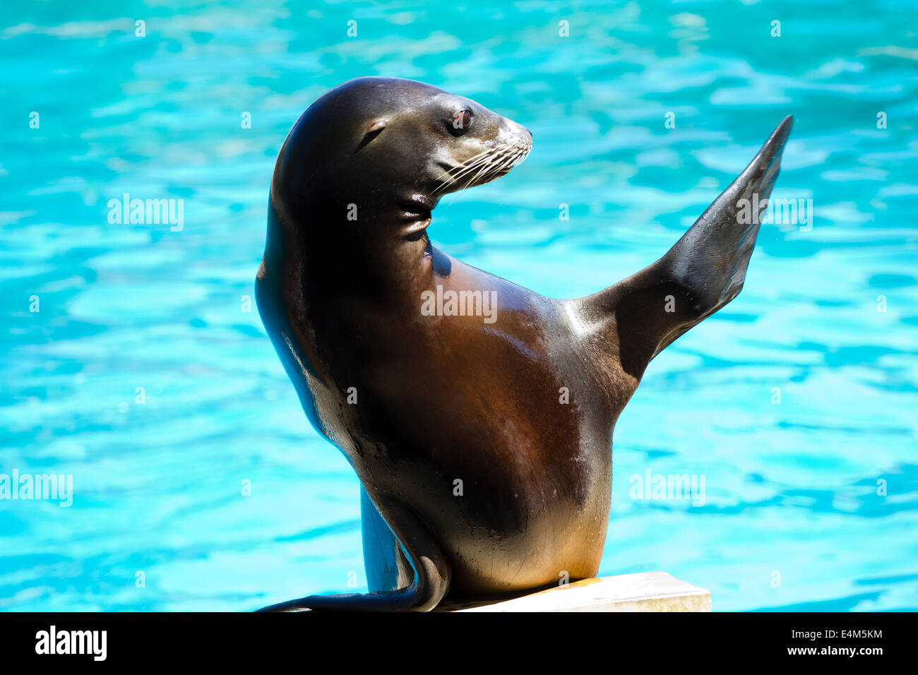 Beautiful sea lion in a natural environment Stock Photo - Alamy
