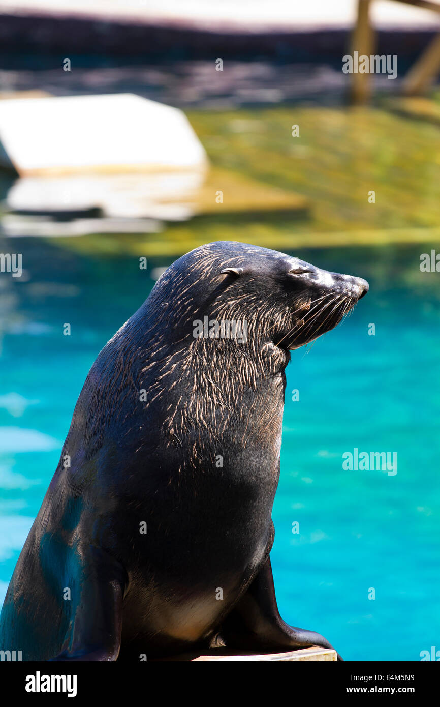 Beautiful sea lion in a natural environment Stock Photo - Alamy