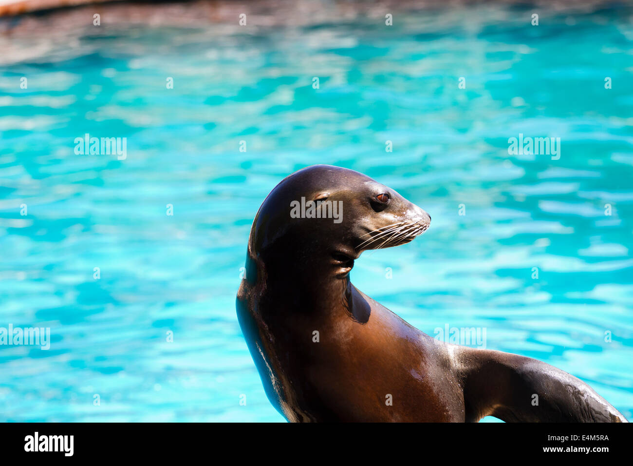 Beautiful sea lion in a natural environment Stock Photo - Alamy