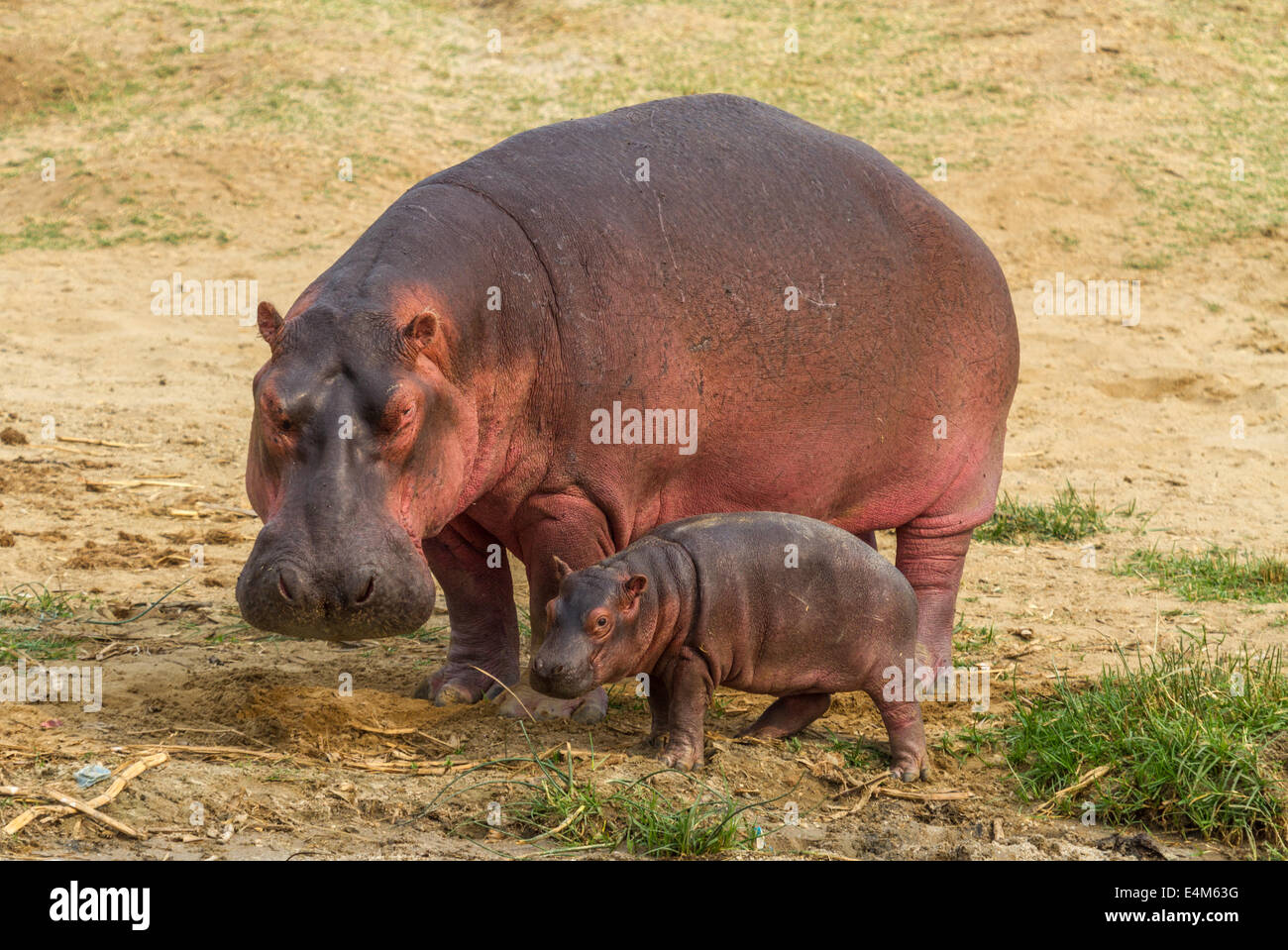 Mother And Baby Hippo High Resolution Stock Photography and Images - Alamy