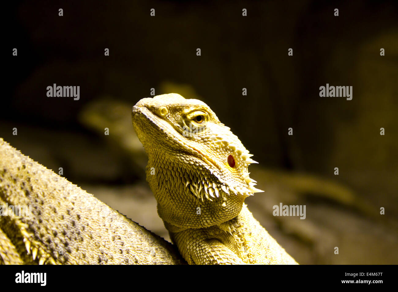 Little lizard resting in a small tree Stock Photo - Alamy