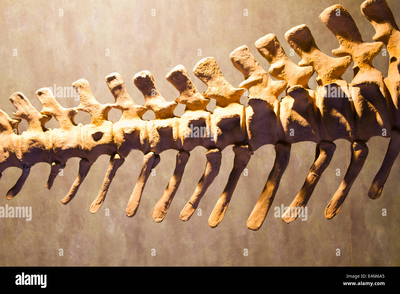 Dinosaur bones archeology t rex hi-res stock photography and images - Alamy